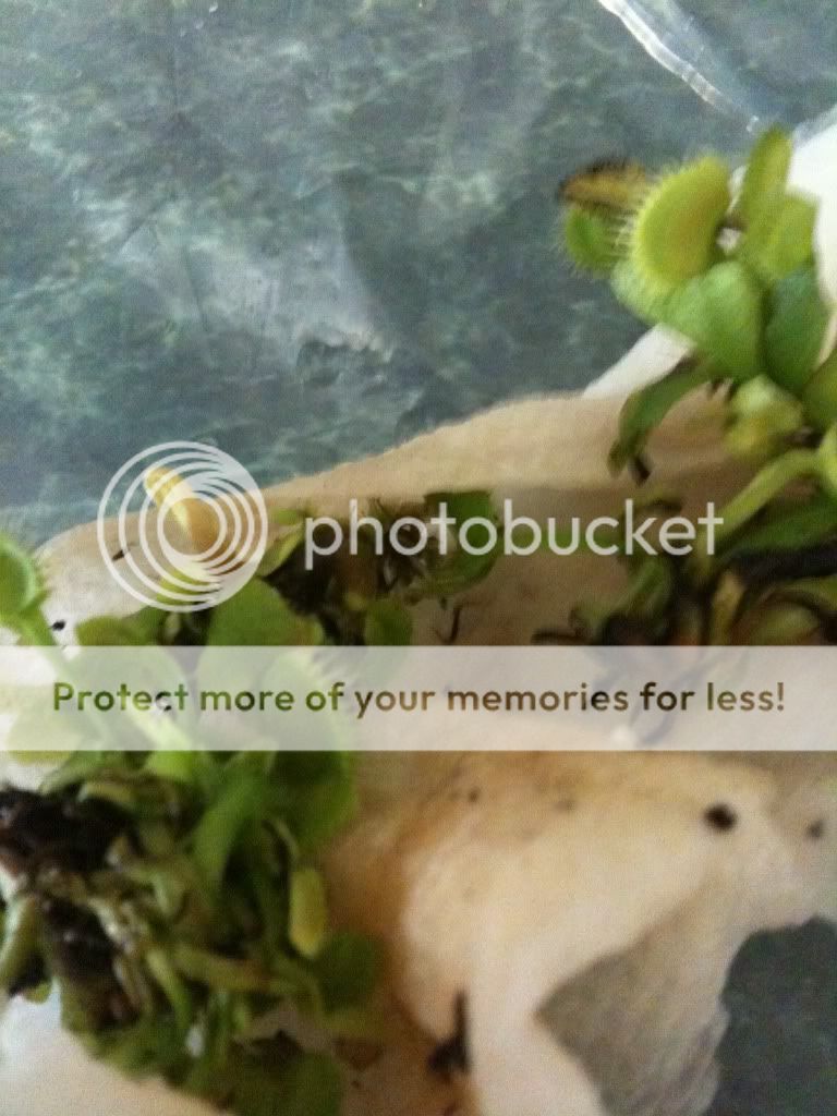 My New B-52 Lots of Pics Included - FlyTrapCare Forums